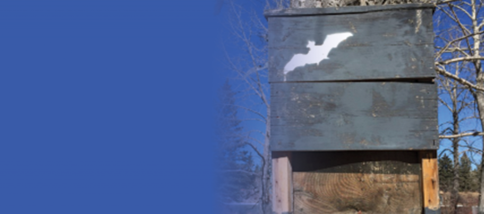 Bat Box Design Challenge | learning resources