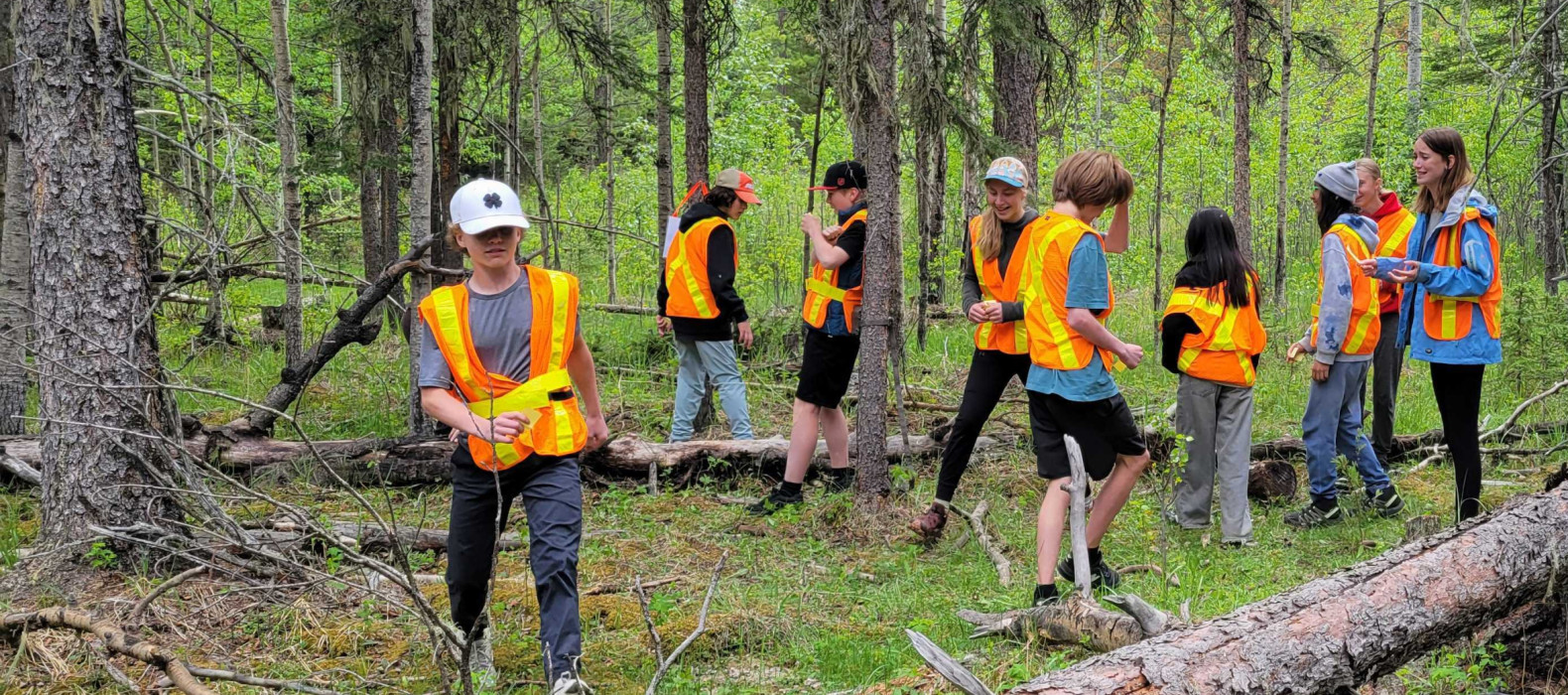It’s Our Forest | learning resources